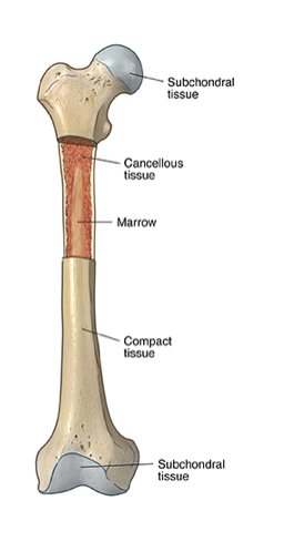 What are Bones and Joints ? - swheal