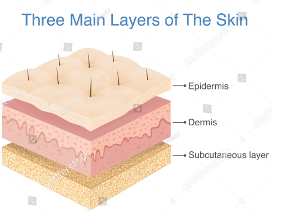 What is Skin? - swheal